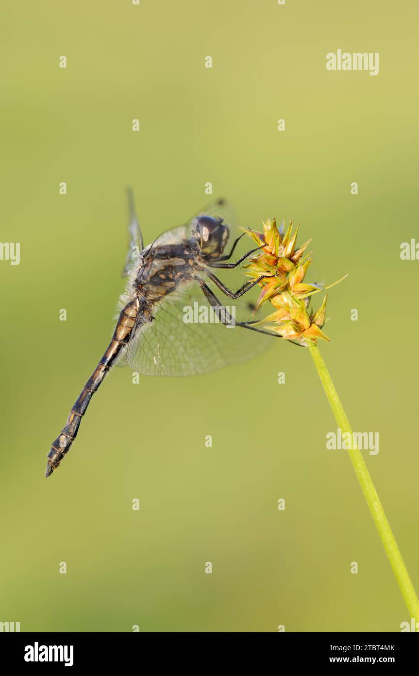 Black damselfly (Sympetrum danae), male, North Rhine-Westphalia ...