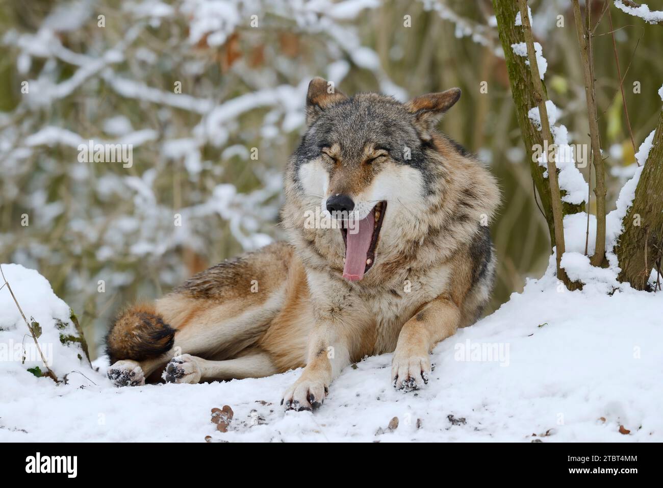 Adult eurasian grey wolf hi-res stock photography and images - Alamy