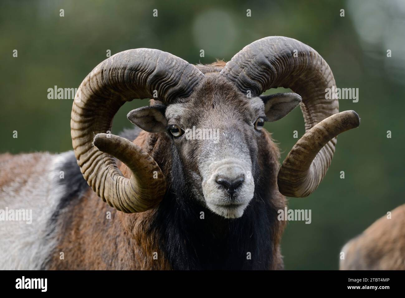 European mouflon (Ovis gmelini musimon, Ovis orientalis musimon), ram ...