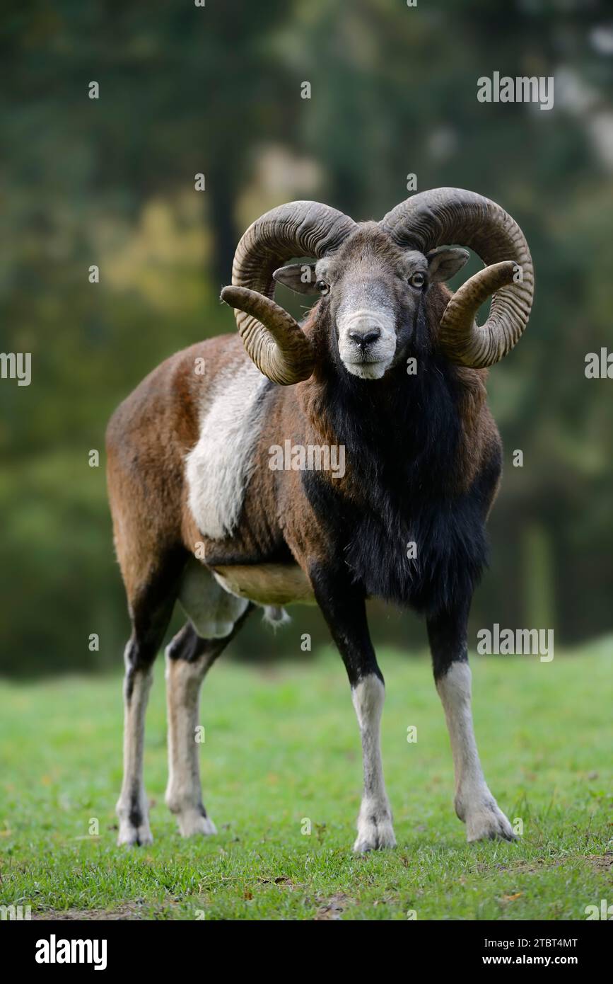 European mouflon (Ovis gmelini musimon, Ovis orientalis musimon), ram ...
