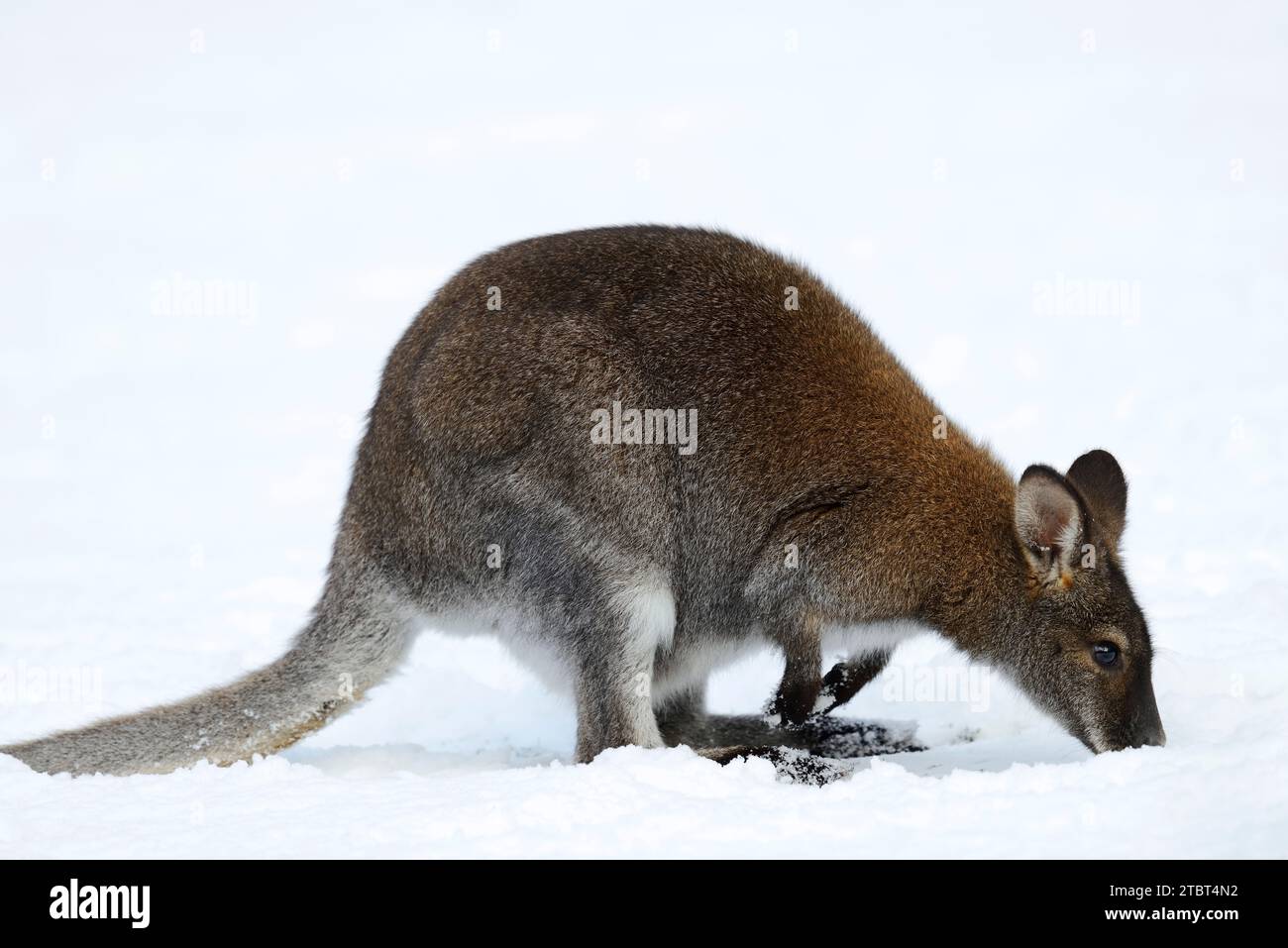Red-necked wallaby or Bennett's kangaroo (Notamacropus rufogriseus ...