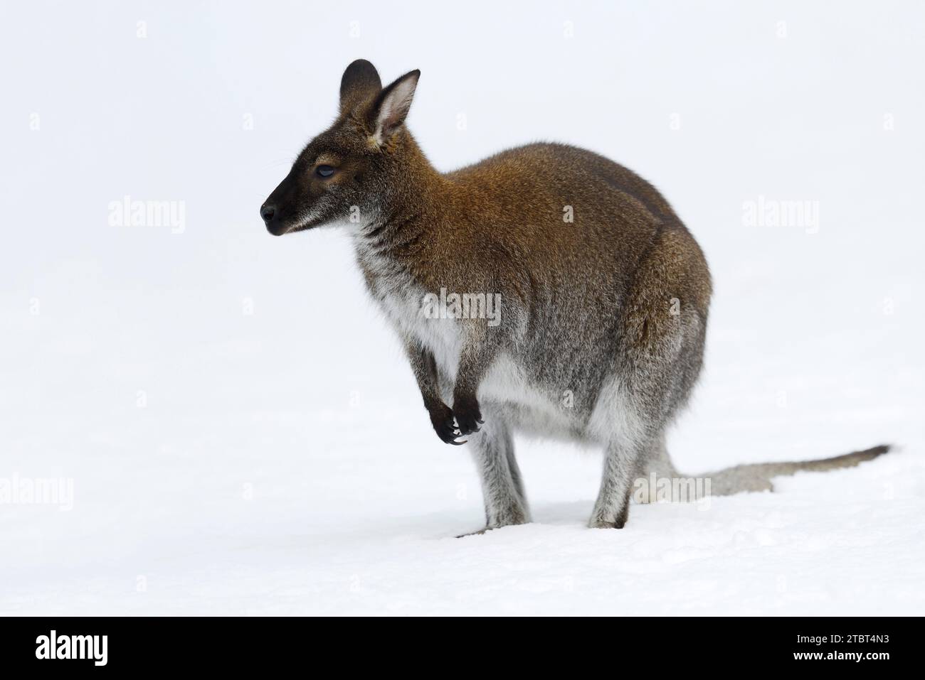 Red-necked wallaby or Bennett's kangaroo (Notamacropus rufogriseus ...