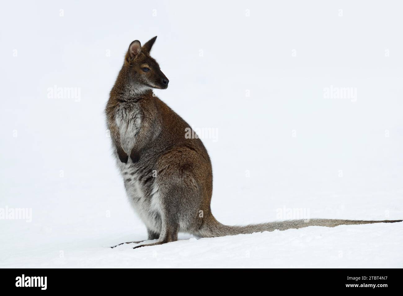 Red-necked wallaby or Bennett's kangaroo (Notamacropus rufogriseus ...