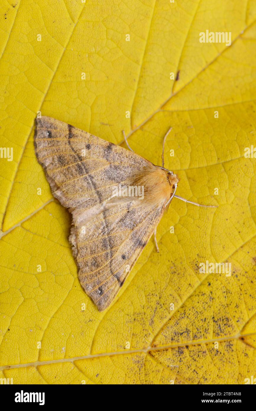 Feather feeler moth (Colotois pennaria), male, North Rhine-Westphalia ...