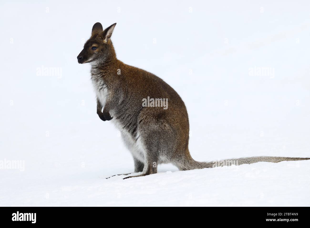 Snow wallaby winter wallaby wallabies hi-res stock photography and ...
