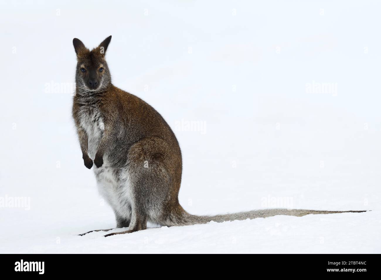 Red-necked wallaby or Bennett's kangaroo (Notamacropus rufogriseus ...