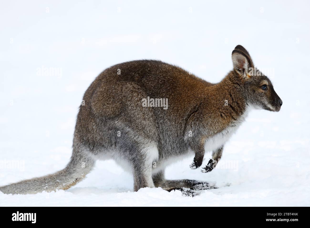 Red-necked wallaby or Bennett's kangaroo (Notamacropus rufogriseus ...