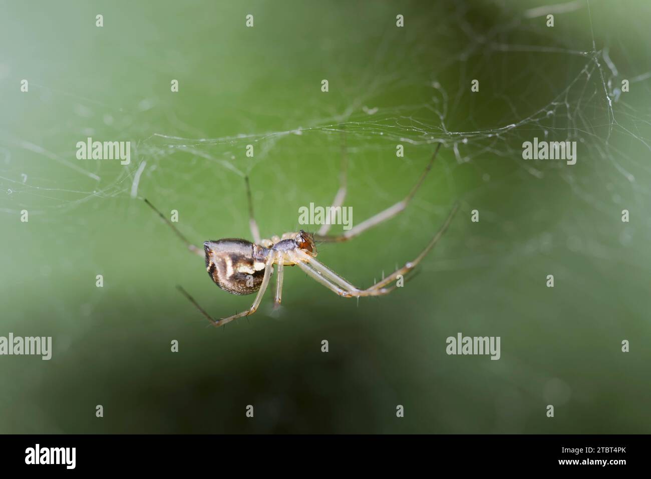 Common Canopy Spider Linyphia Triangularis Female North Rhine Westphalia Germany Stock