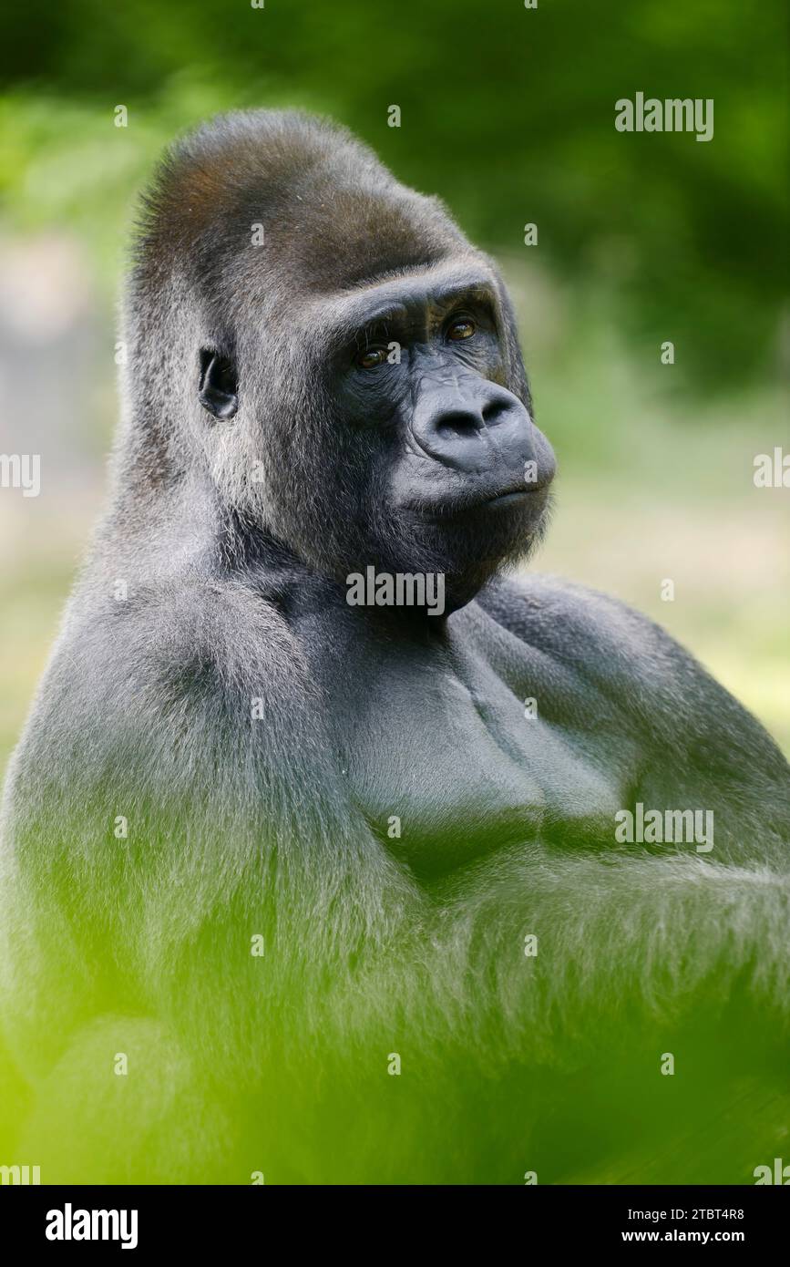 Western lowland gorilla (Gorilla gorilla gorilla), male, silverback ...