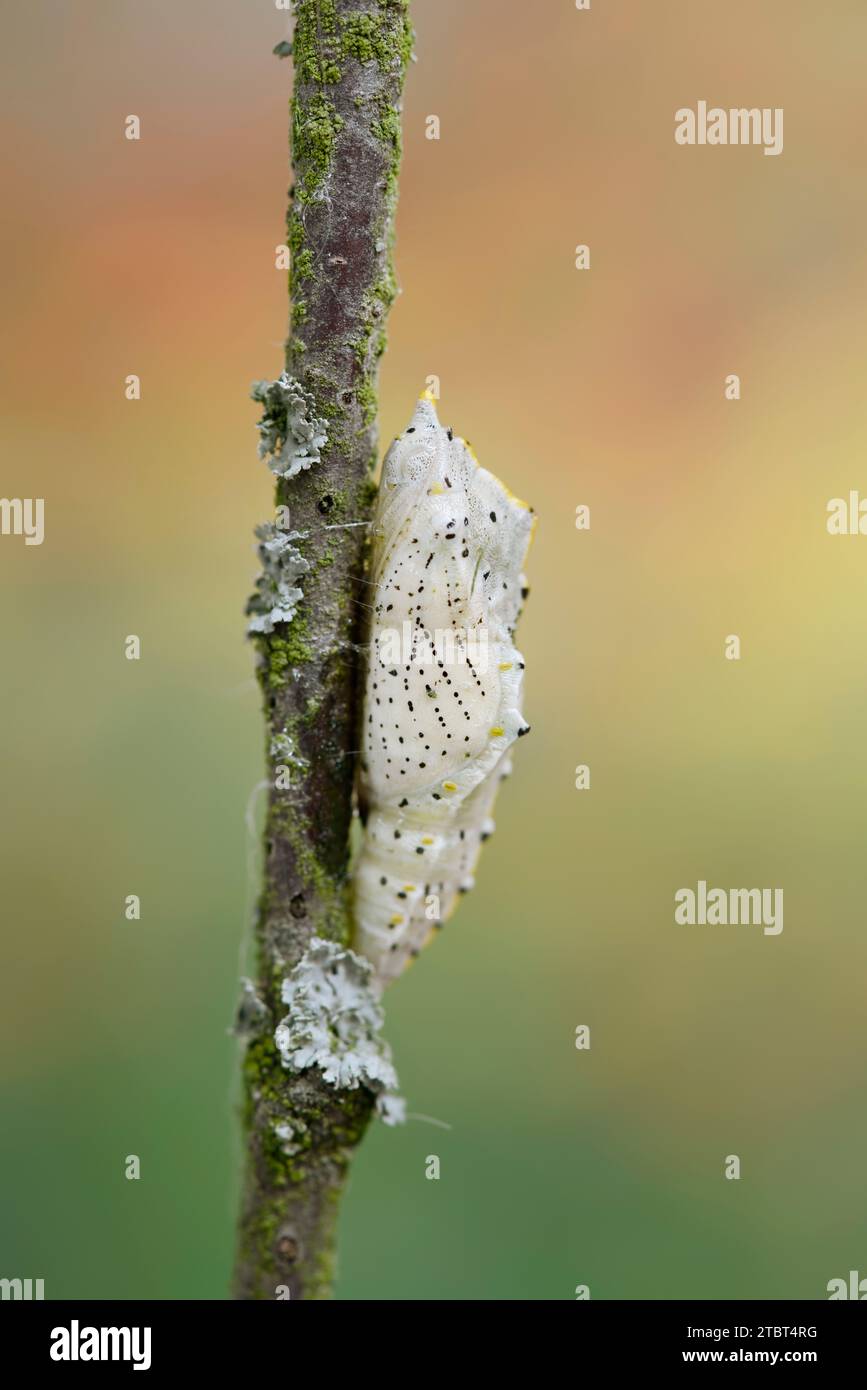 White cabbage butterfly pupa hi-res stock photography and images - Alamy