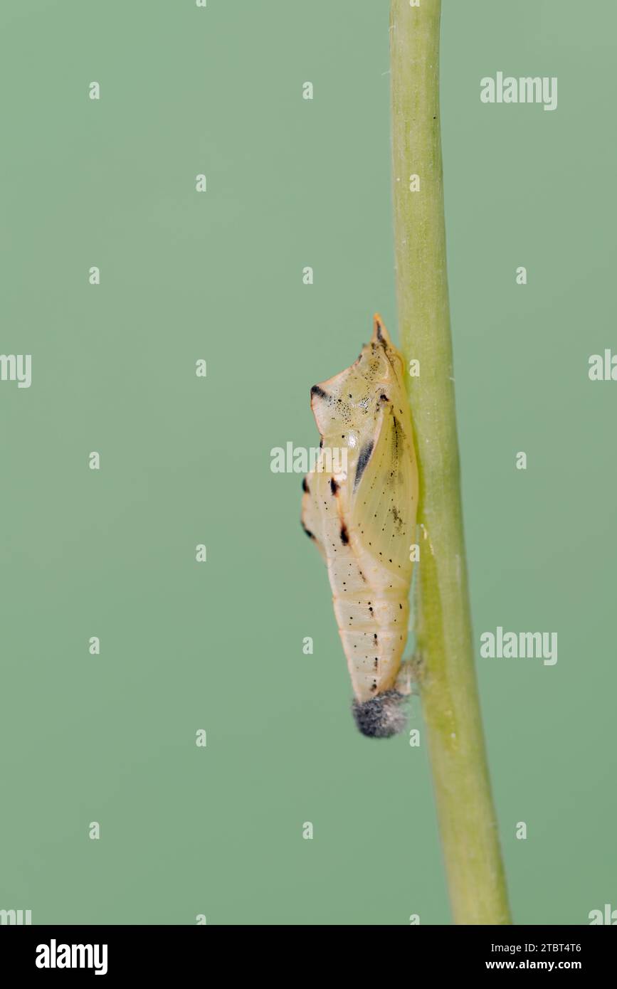 White cabbage butterfly pupa hi-res stock photography and images - Alamy