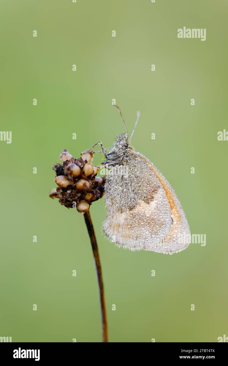 Meadow butterfly hi-res stock photography and images - Alamy