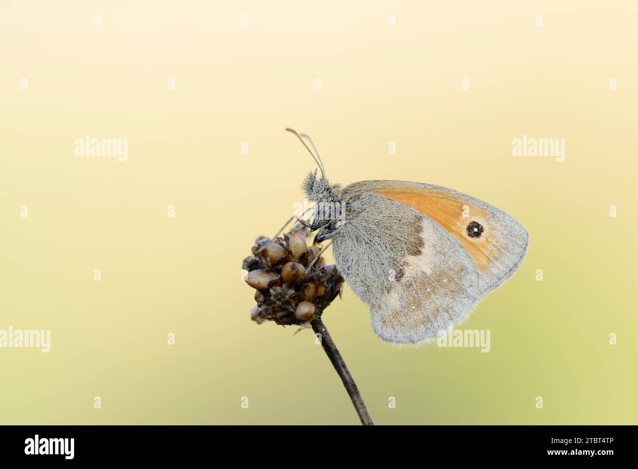Meadow butterfly hi-res stock photography and images - Alamy