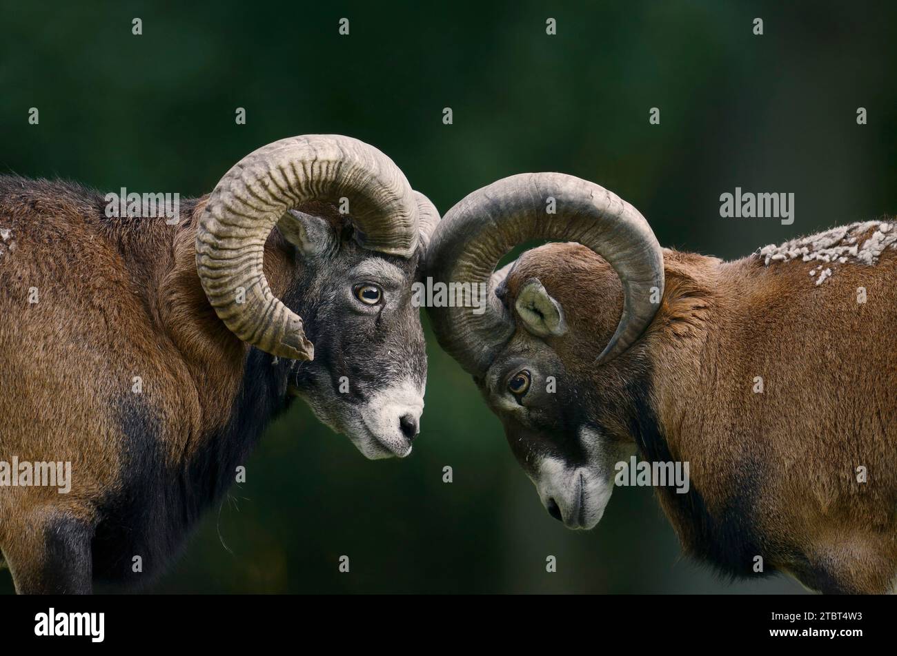 European mouflon (Ovis gmelini musimon, Ovis orientalis musimon), ram ...