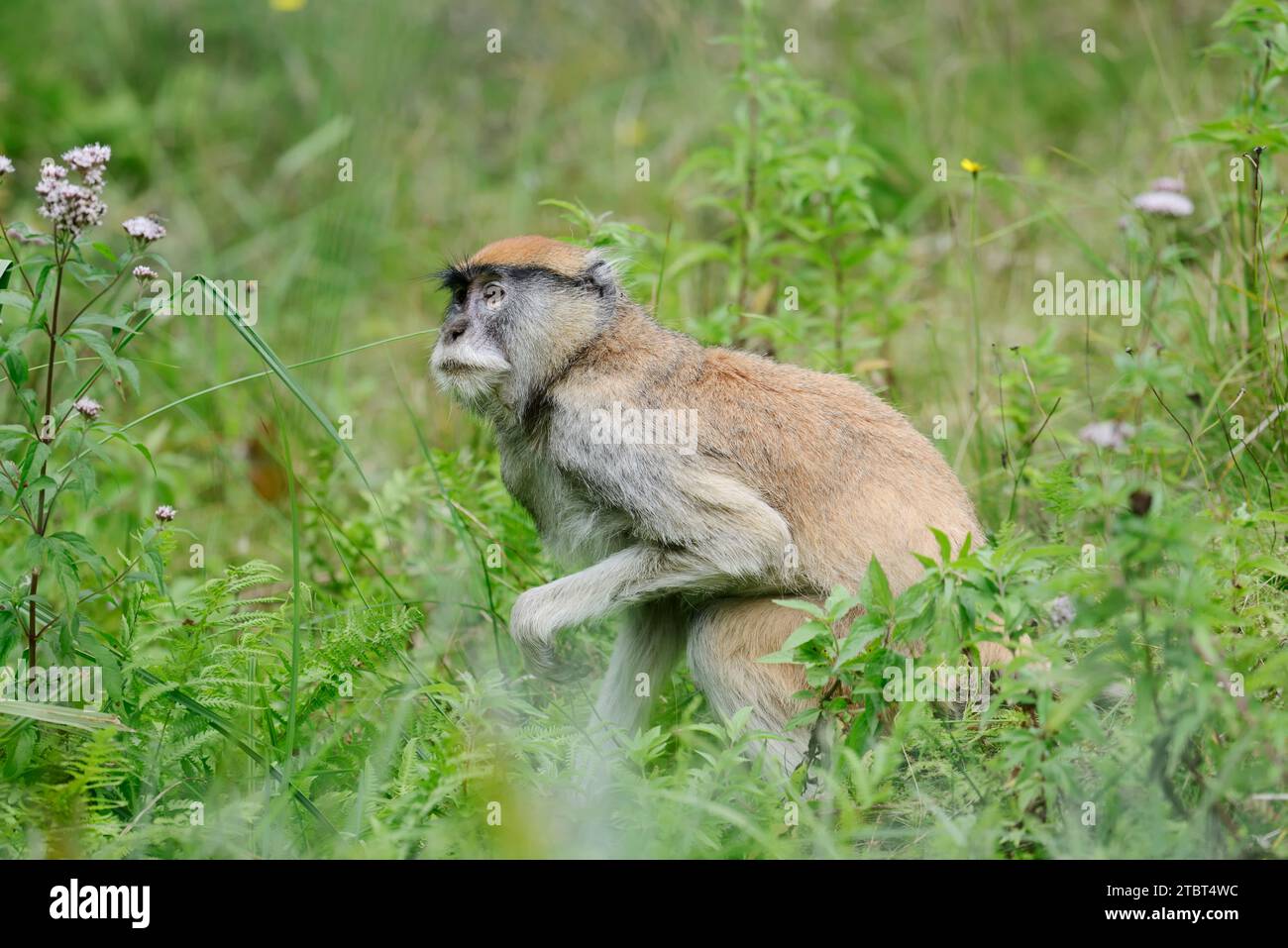 Hussar monkey (Erythrocebus patas Stock Photo - Alamy