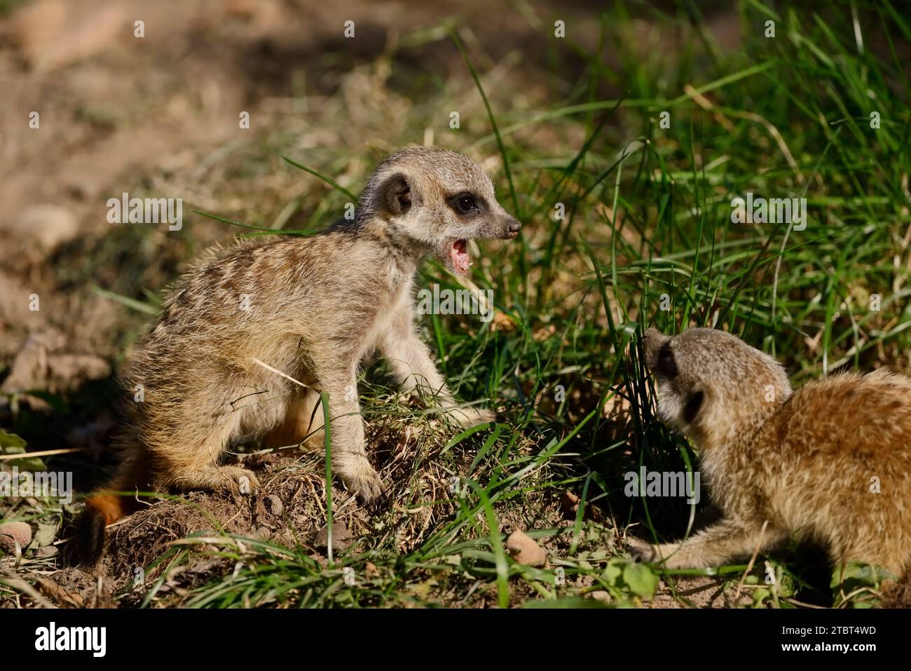 Meerkats suricates suricata suricatta standing hi-res stock photography ...