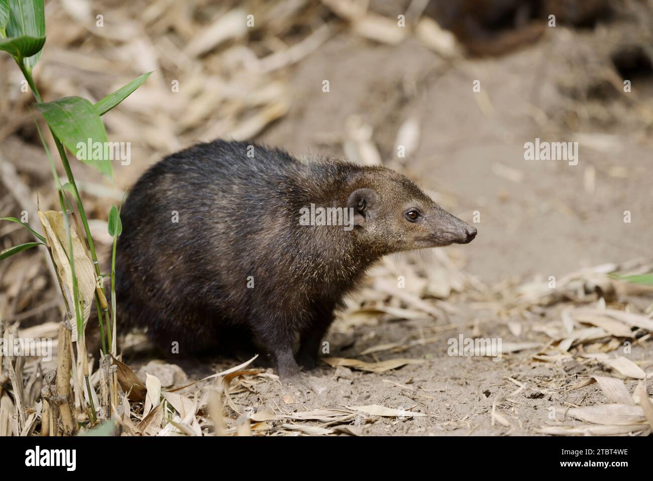 Common kusimanse crossarchus obscurus hi-res stock photography and ...