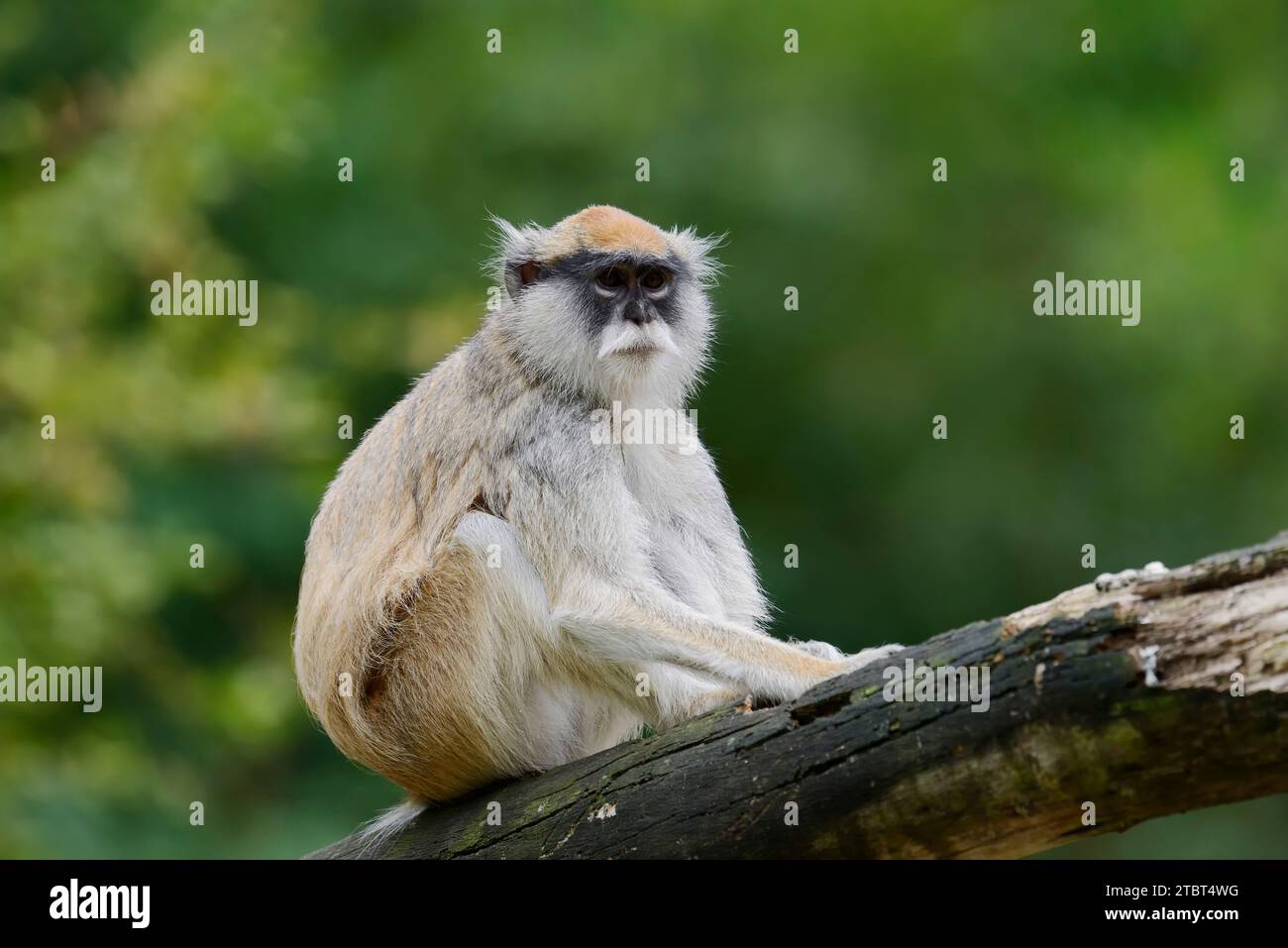 Hussar monkey (Erythrocebus patas Stock Photo - Alamy