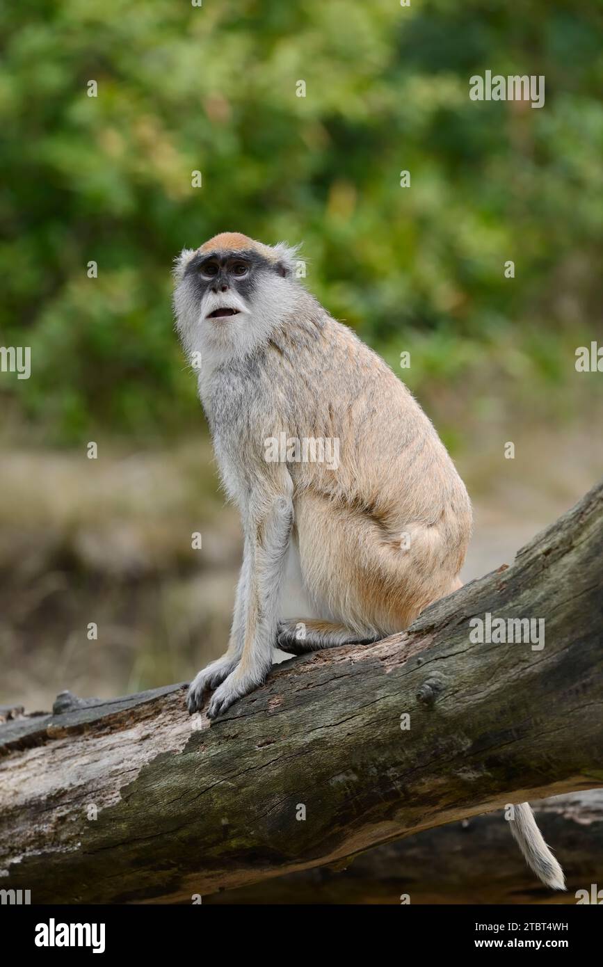 Hussar monkey hi-res stock photography and images - Alamy