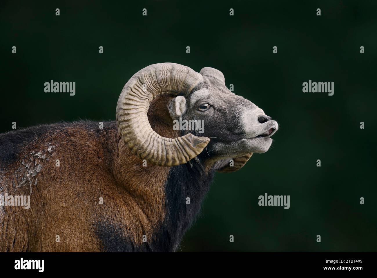 European mouflon (Ovis gmelini musimon, Ovis orientalis musimon), ram ...