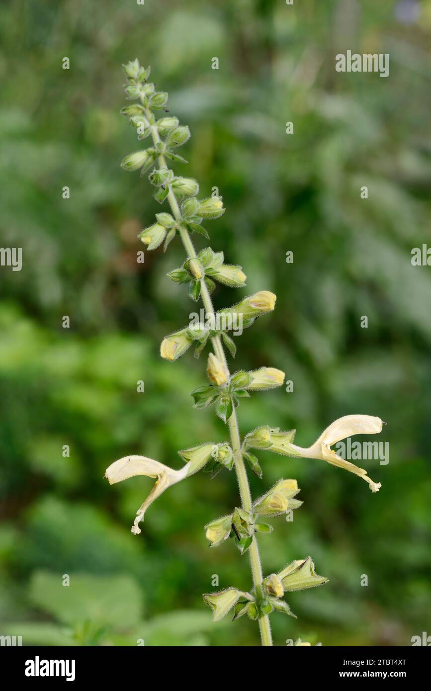 Sticky sage or yellow sage (Salvia glutinosa), North Rhine-Westphalia ...