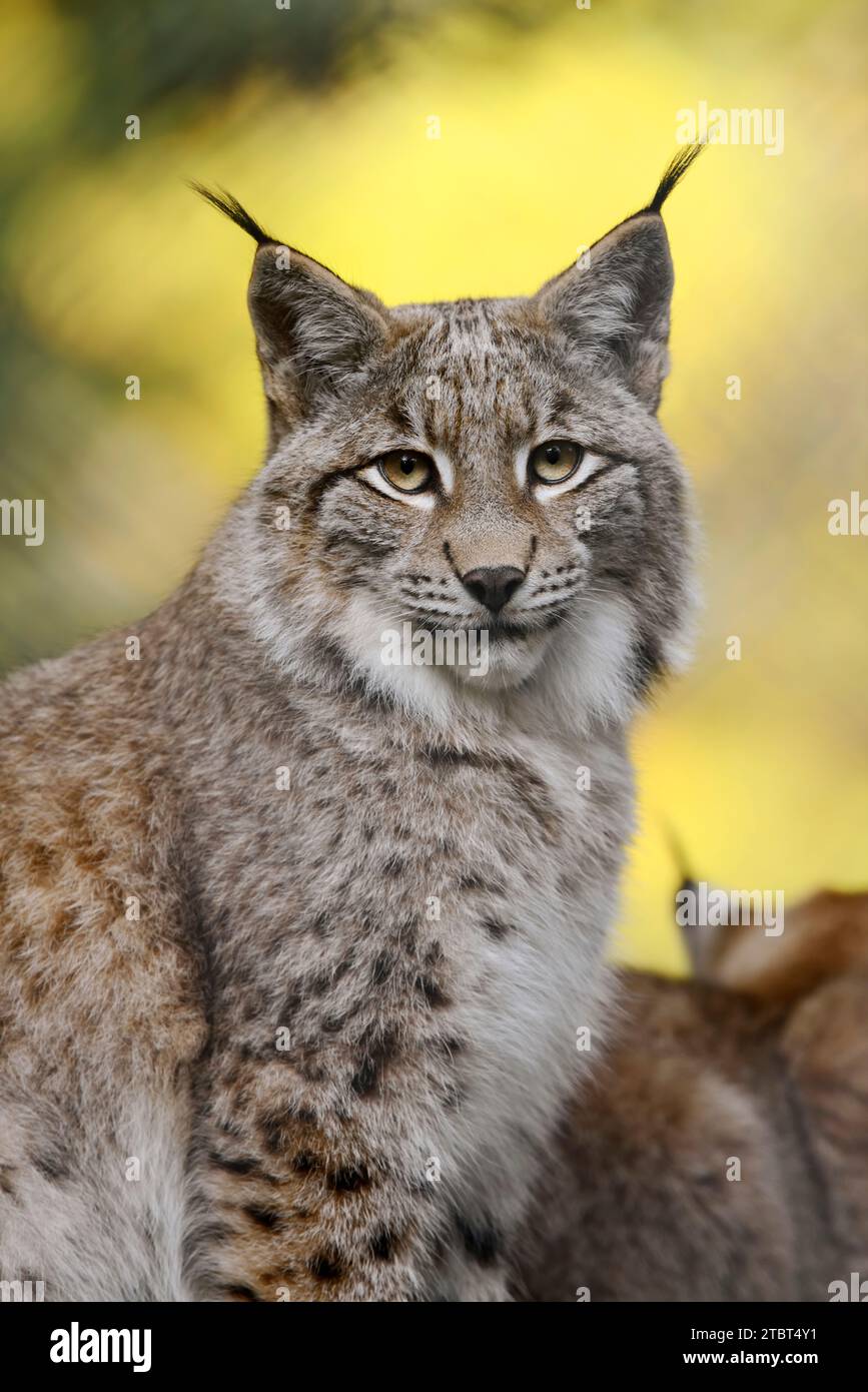 Lynx lynxes adult hi-res stock photography and images - Alamy