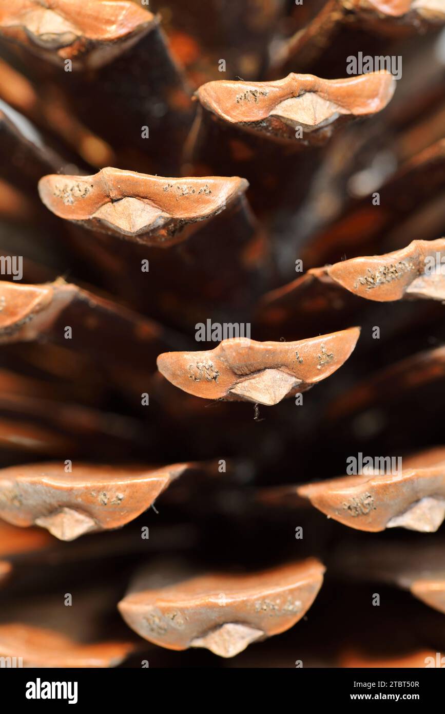 Pinus pinea cone hi-res stock photography and images - Alamy