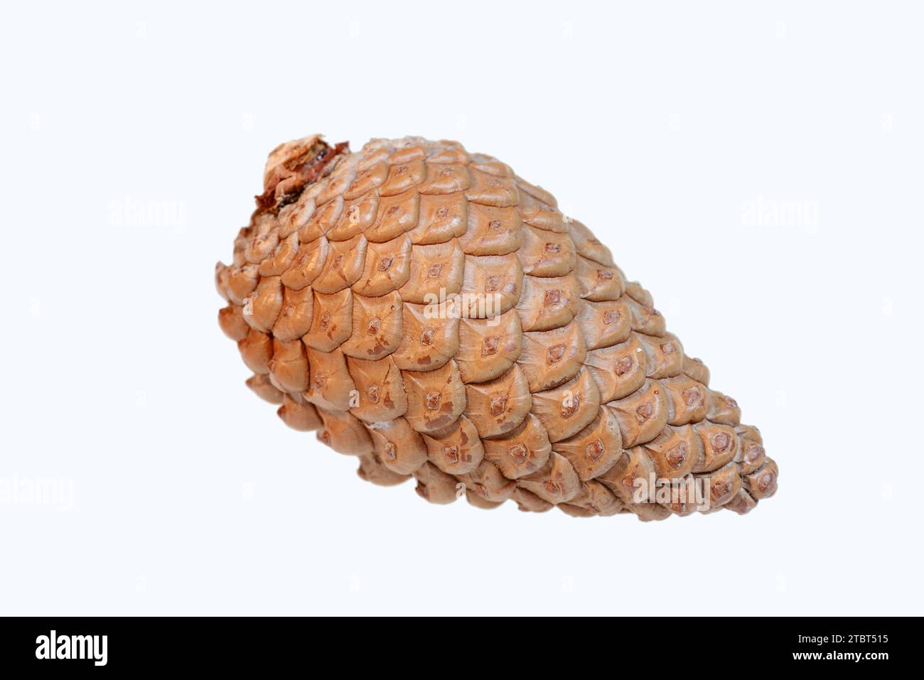 Pinus pinea cone Cut Out Stock Images & Pictures - Alamy