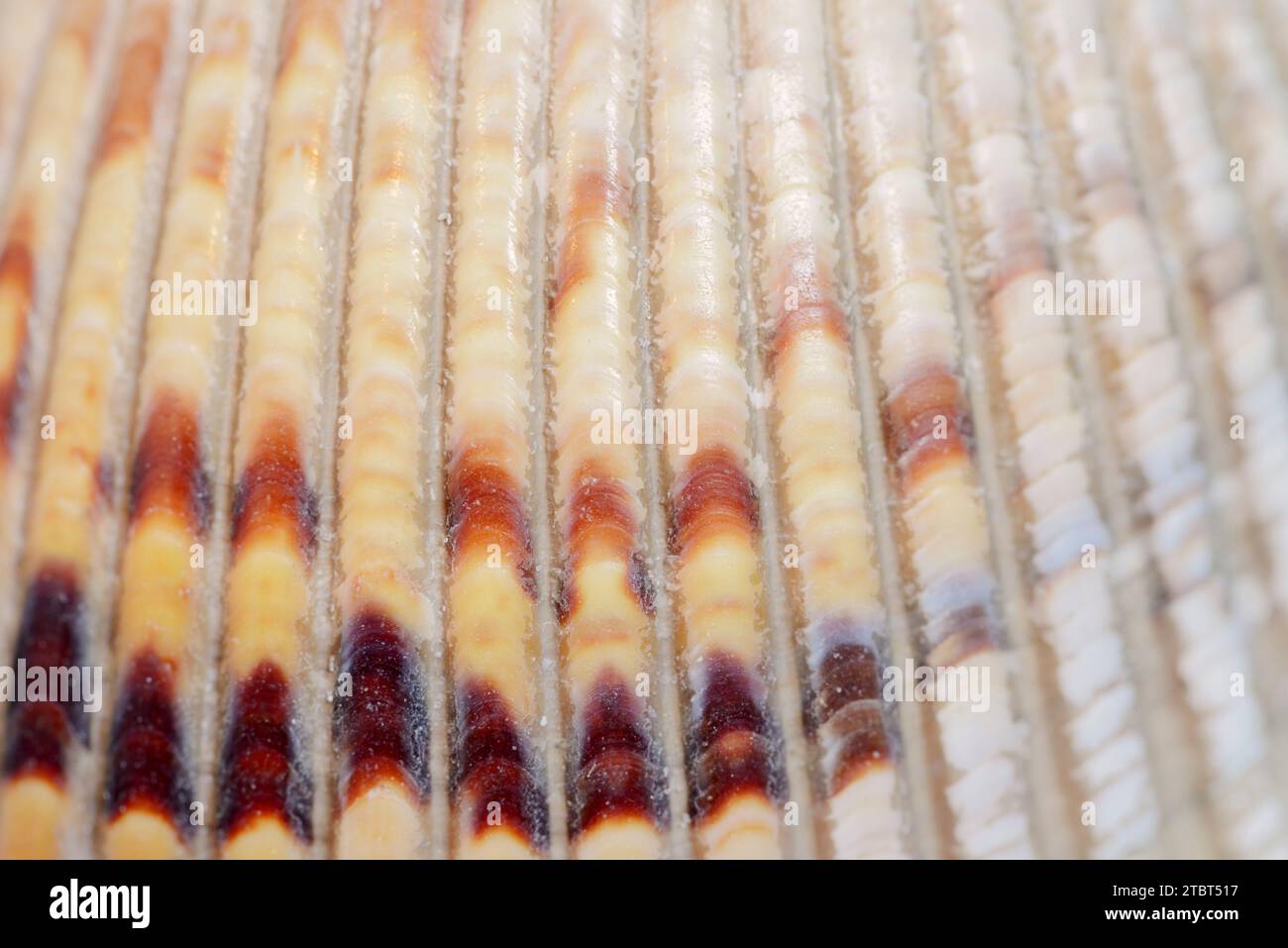 Edible bivalves hi-res stock photography and images - Alamy