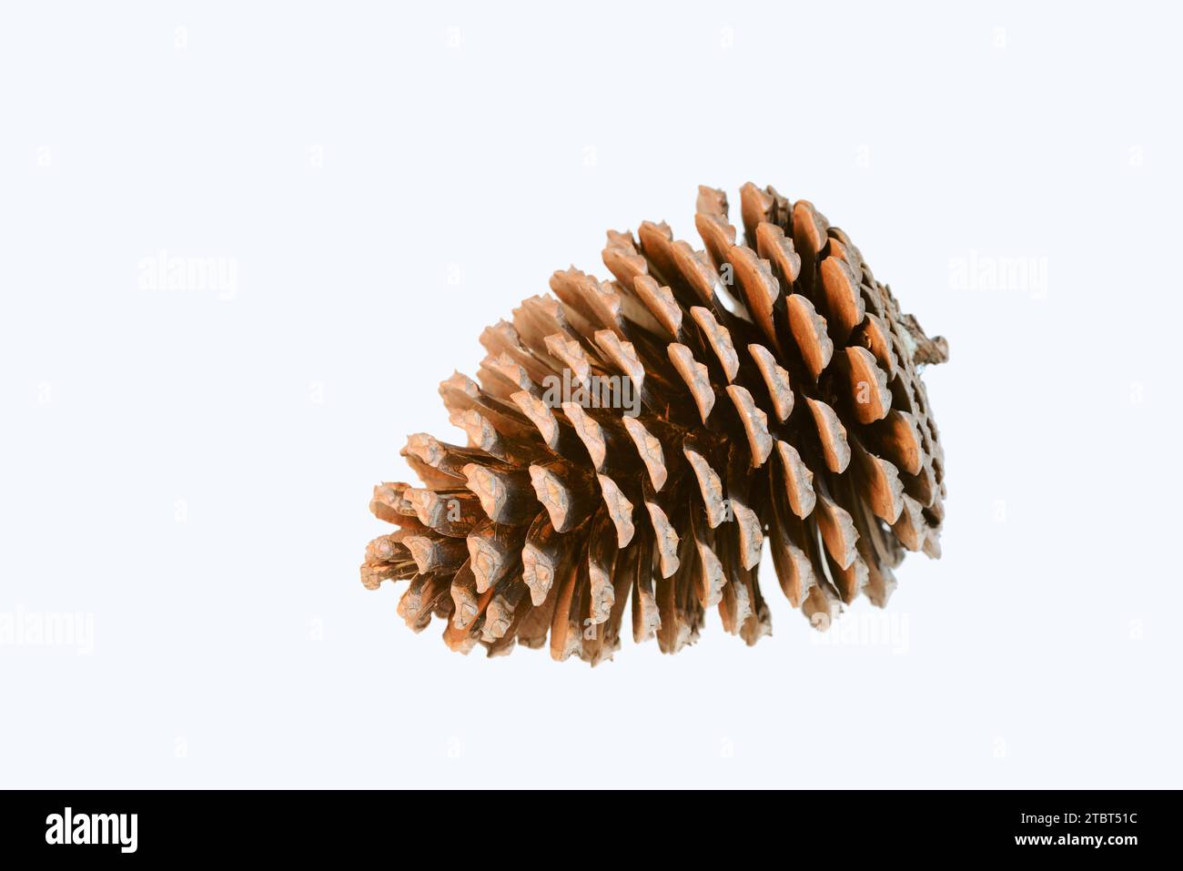 Pinus pinea cone Cut Out Stock Images & Pictures - Alamy