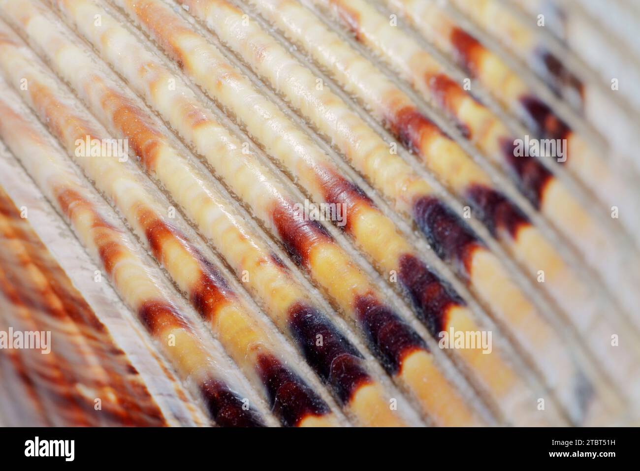 Common cockle, or edible cockle (Cerastoderma edule), detail Stock ...