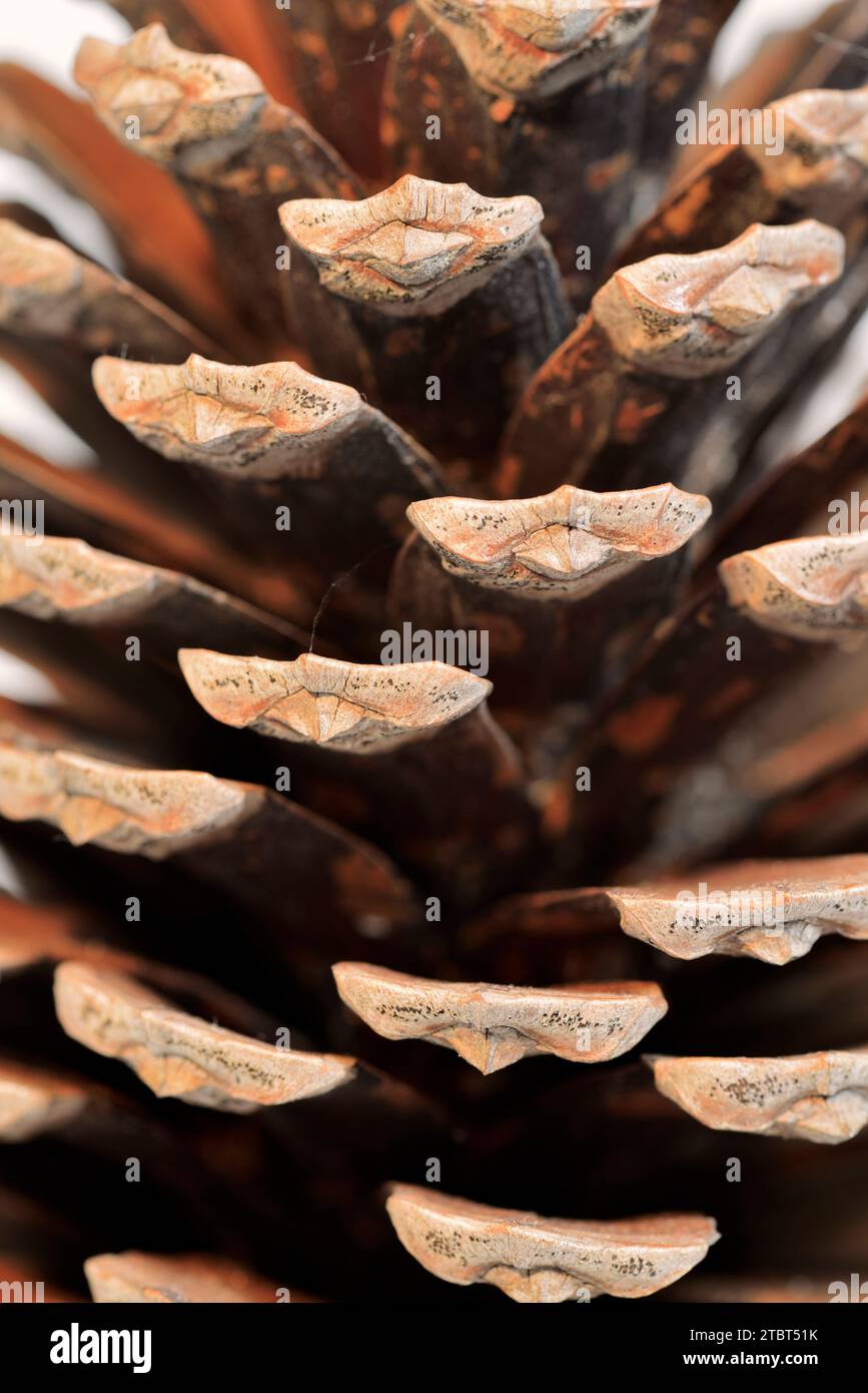 Pine or Mediterranean pine (Pinus pinea), cones Stock Photo - Alamy