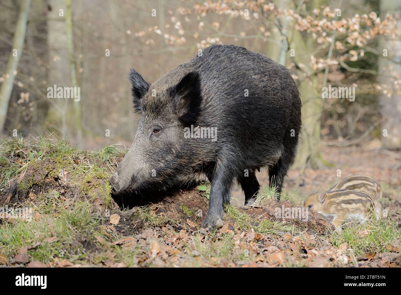 European wild boar (Sus scrofa scrofa), female and young boar, North ...