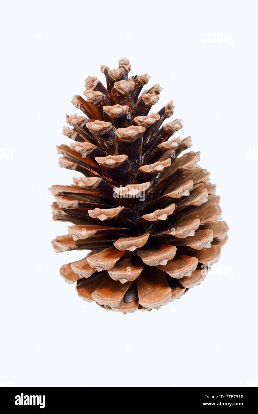 Pinus pinea cone hi-res stock photography and images - Alamy