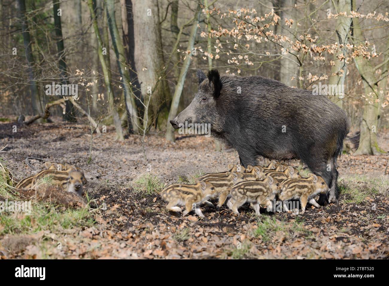 European wild boar (Sus scrofa scrofa), female and young boar, North ...