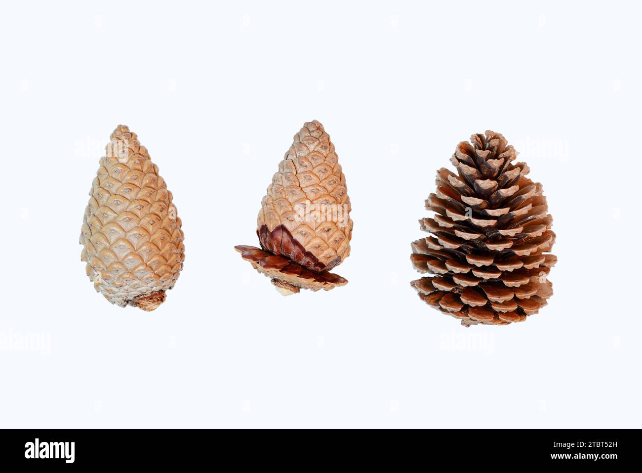 Umbrella pine trees Cut Out Stock Images & Pictures - Alamy