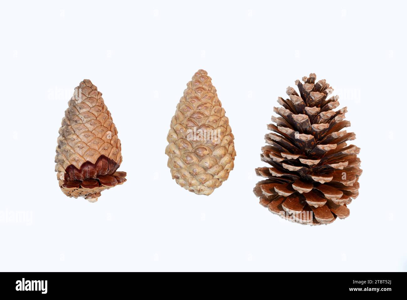 Stone pine strobilus pinus pinea hi-res stock photography and images ...