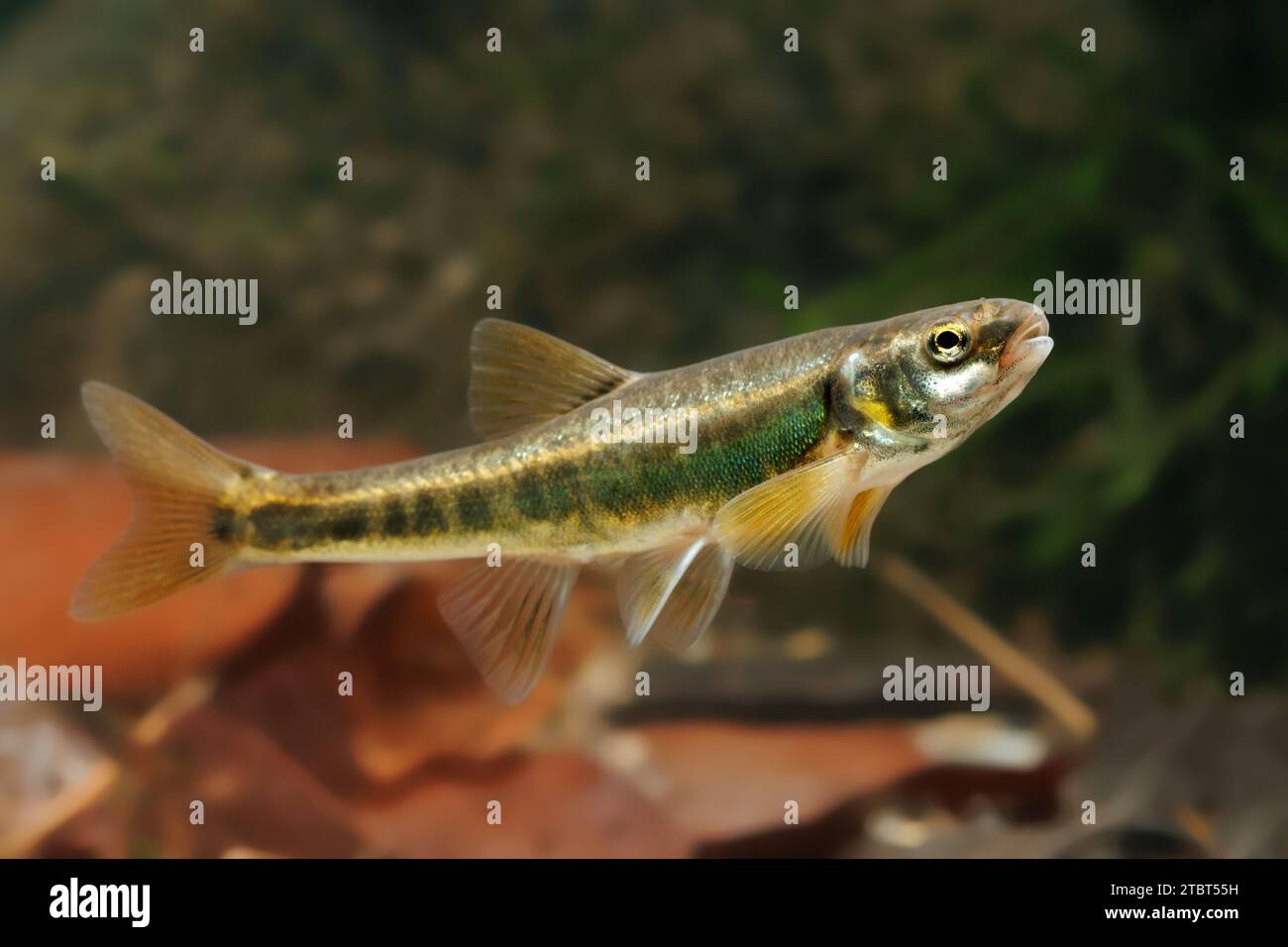 Marsilii hi-res stock photography and images - Alamy