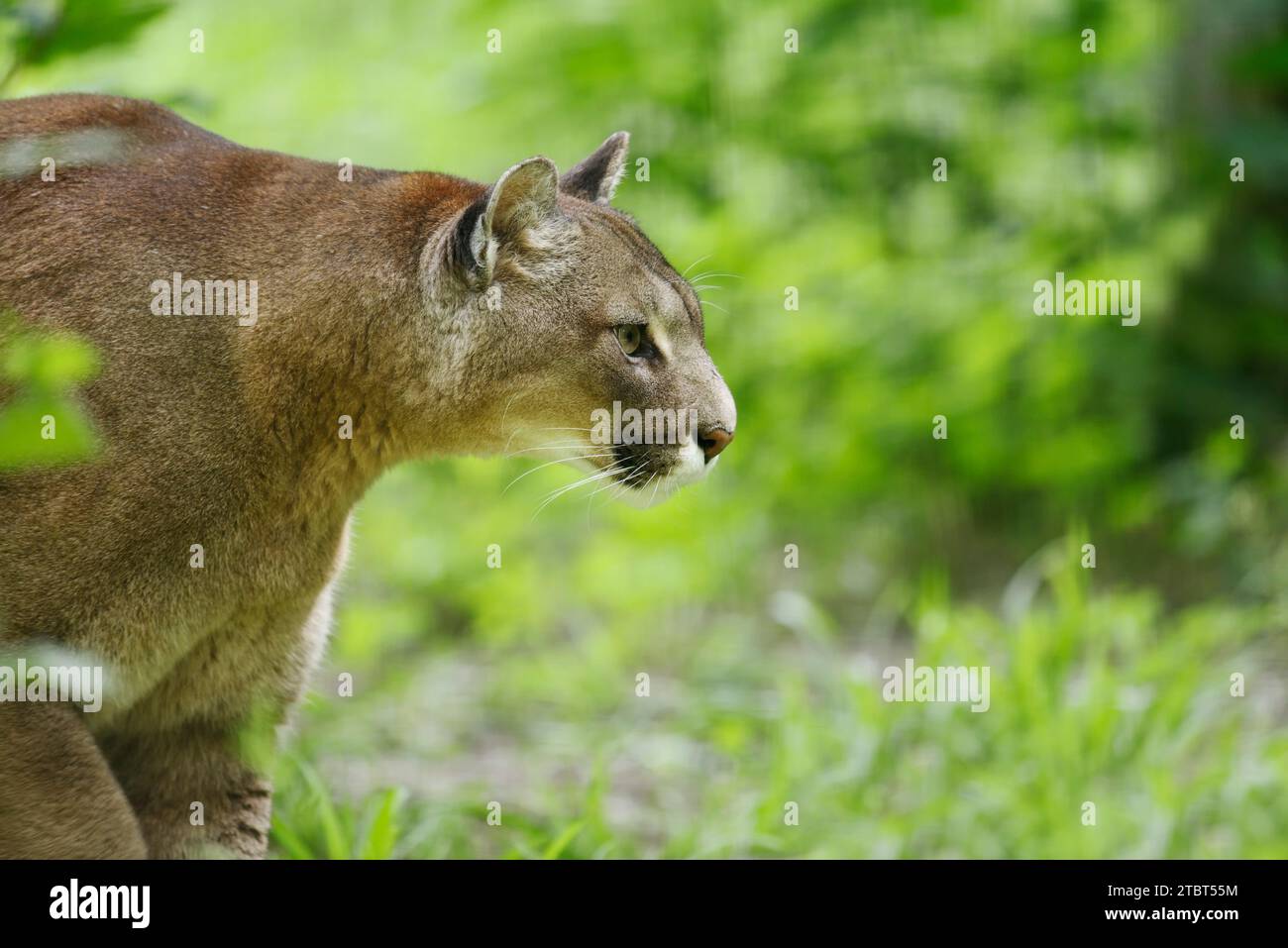 Puma concolor hi-res stock photography and images - Alamy