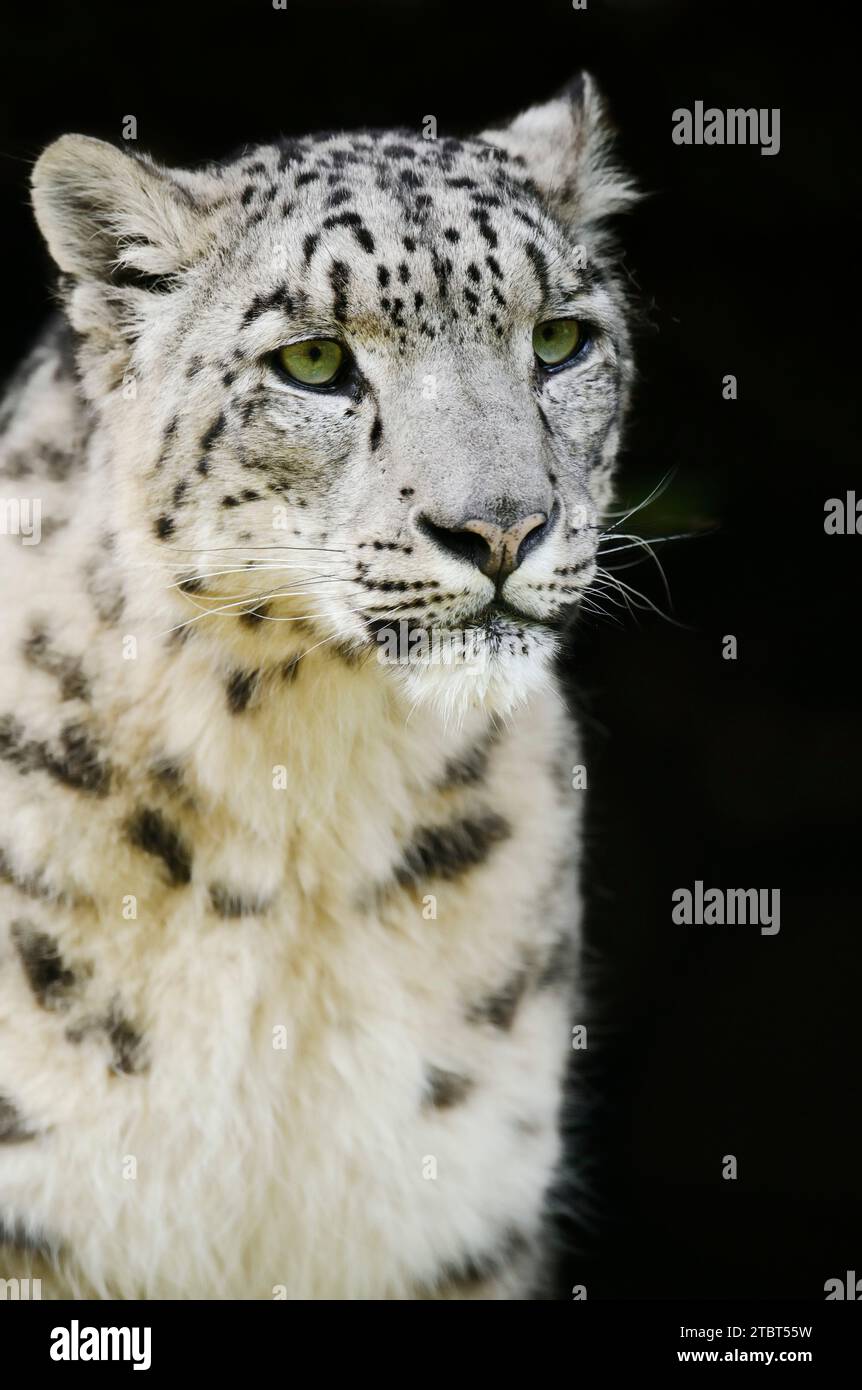 Leopard panthera uncia hi-res stock photography and images - Alamy