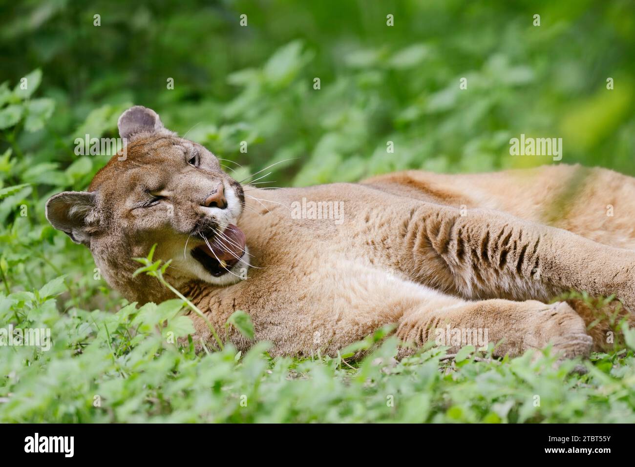 Puma or mountain lion (Puma concolor, Profelis concolor Stock Photo - Alamy