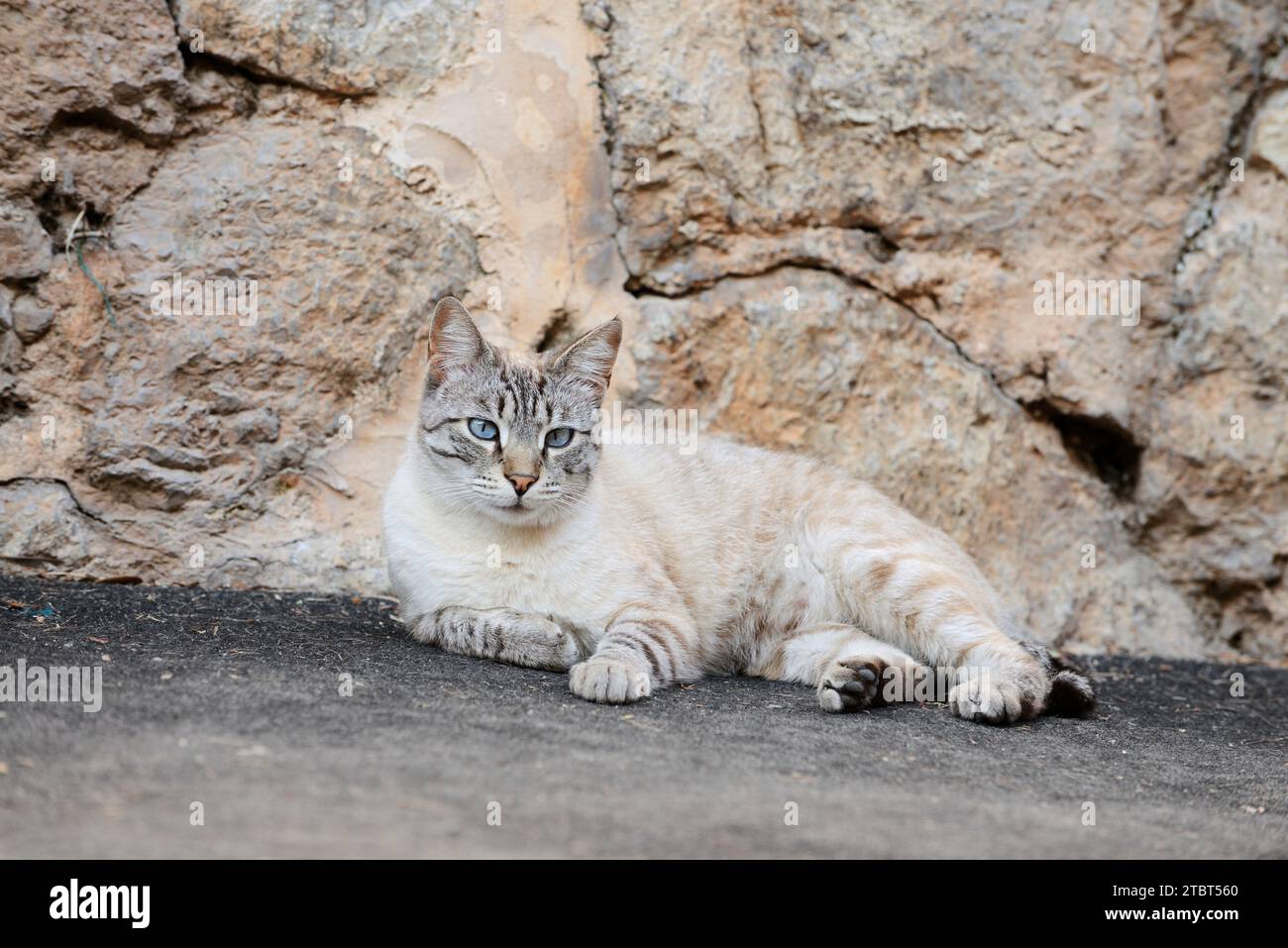 Domestic cat (Felis catus), Mallorca, Balearic Islands, Spain Stock ...