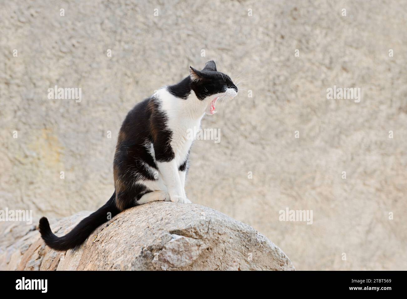 Domestic cat (Felis catus) sitting yawning on a wall, Mallorca ...
