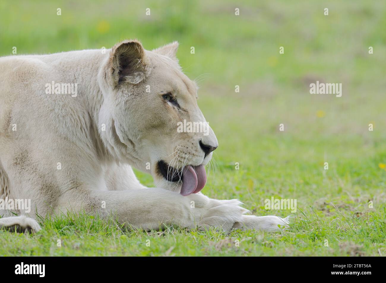 White lion (Panthera leo), female Stock Photo - Alamy