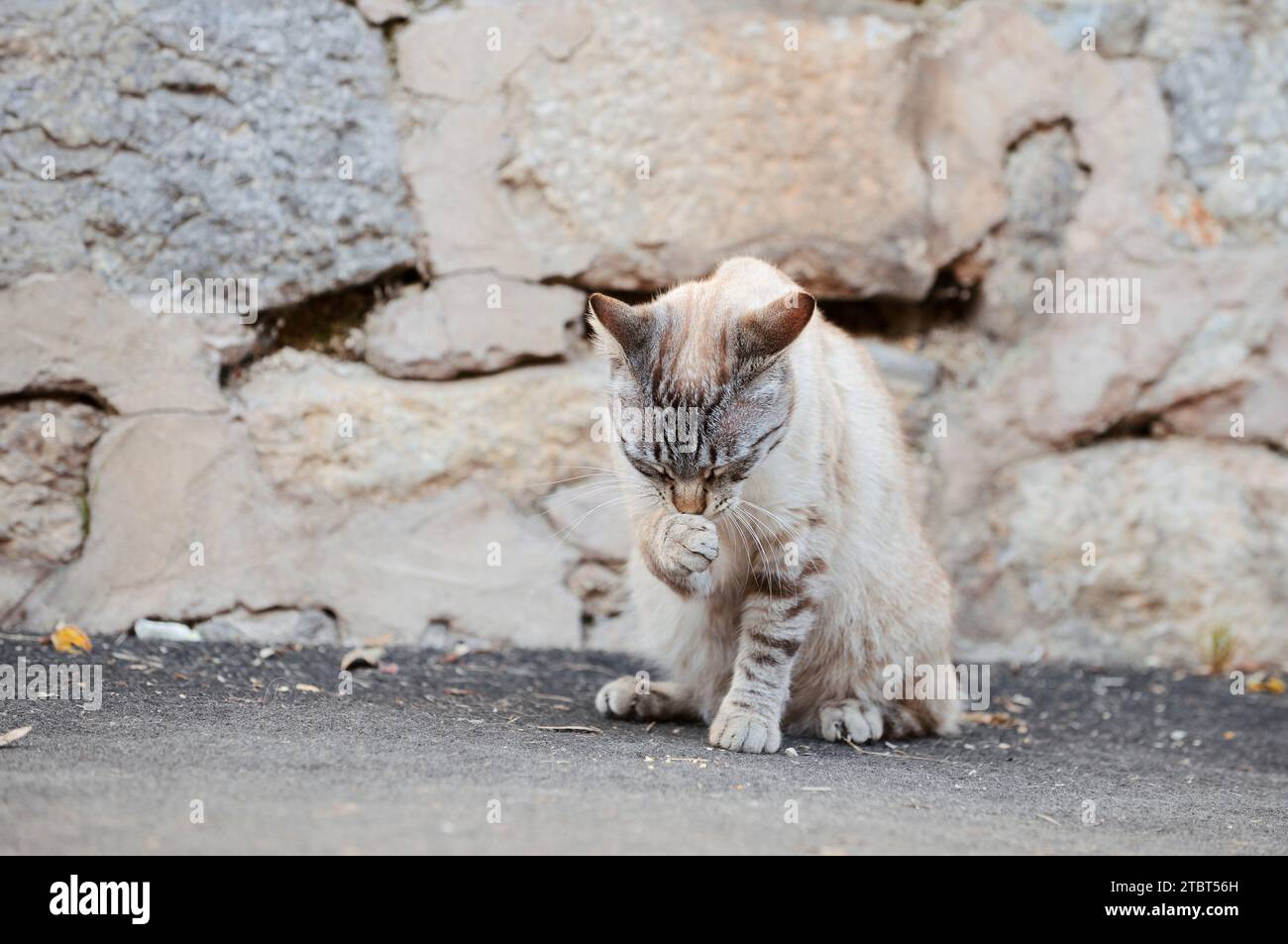 Domestic cat (Felis catus), Mallorca, Balearic Islands, Spain Stock ...