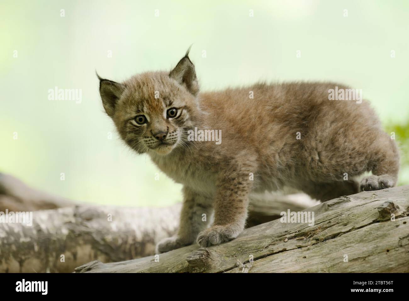 Eurasian lynx (Lynx lynx), cub Stock Photo - Alamy
