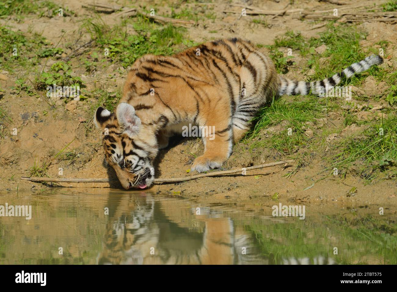 Siberian tiger (Panthera tigris altaica), drinking cub Stock Photo - Alamy