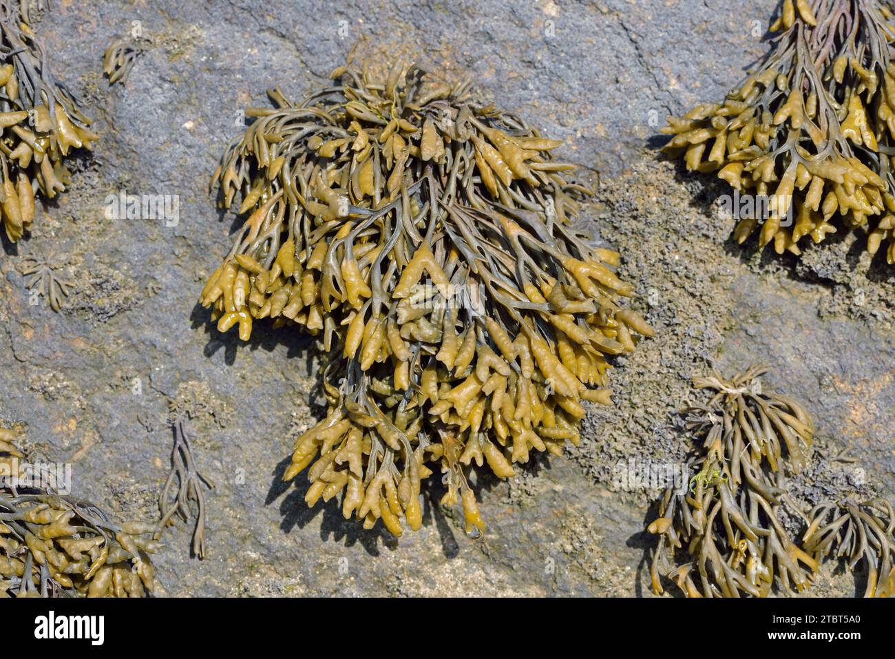 Channel kelp (Pelvetia canaliculata), Brittany, France Stock Photo - Alamy