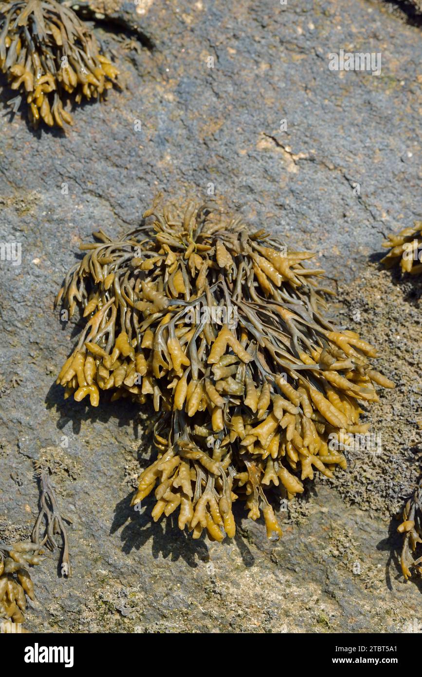 Channel kelp pelvetia canaliculata hi-res stock photography and images ...