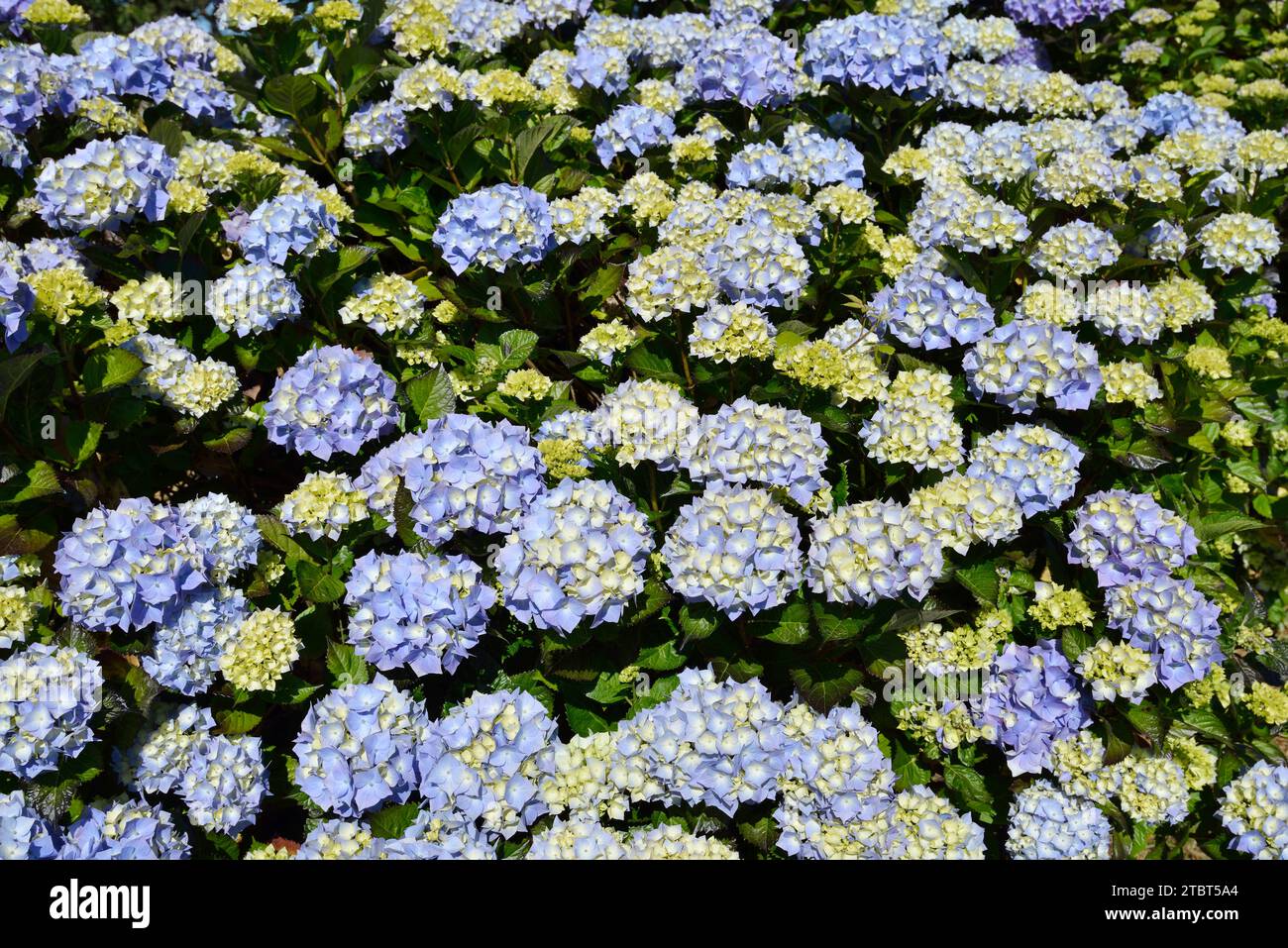 Garden hydrangea (Hydrangea macrophylla), flowering, Brittany, France ...